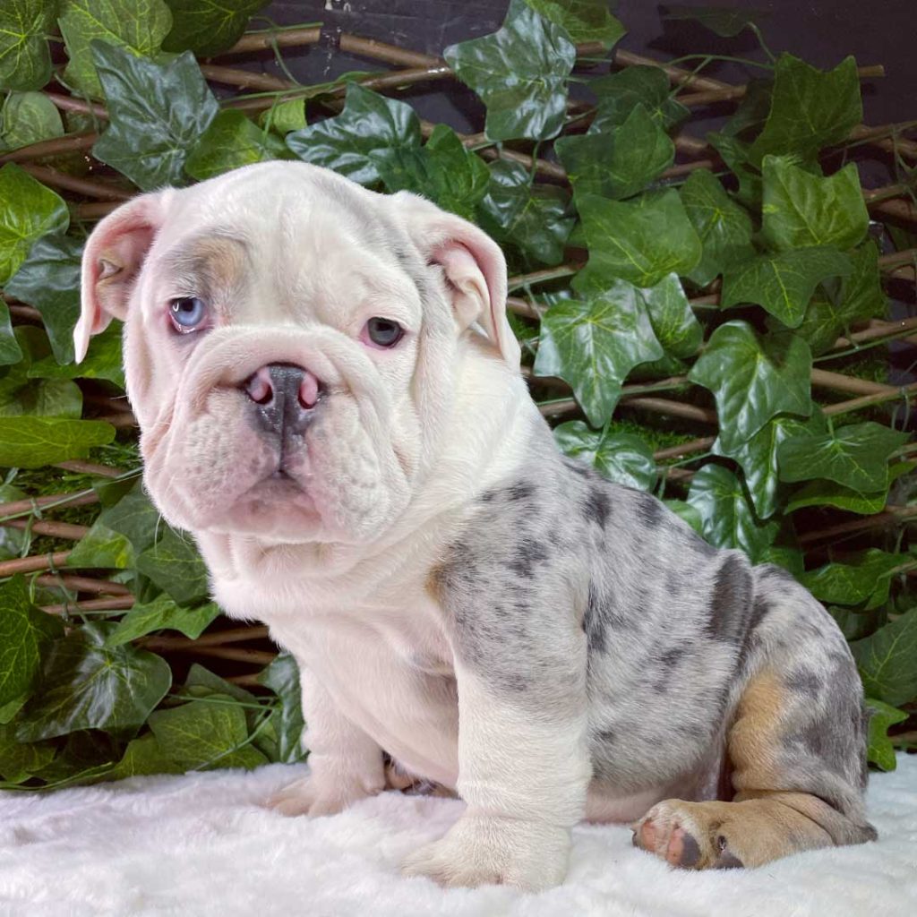 Bulldog Inglés Exótico – Cachorros EDUANCANN